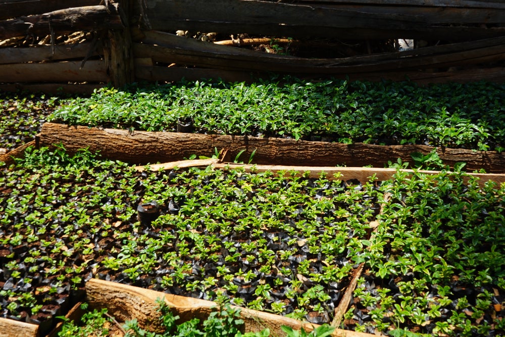 Sucafina: Mukunga Kiambu C