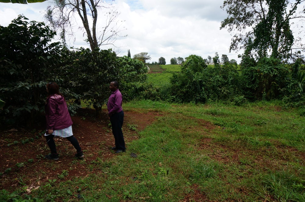 Sucafina: Cianda Estate AA Kiambu