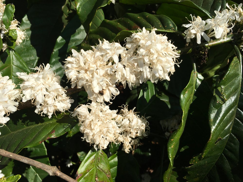 Sucafina Specialty: News