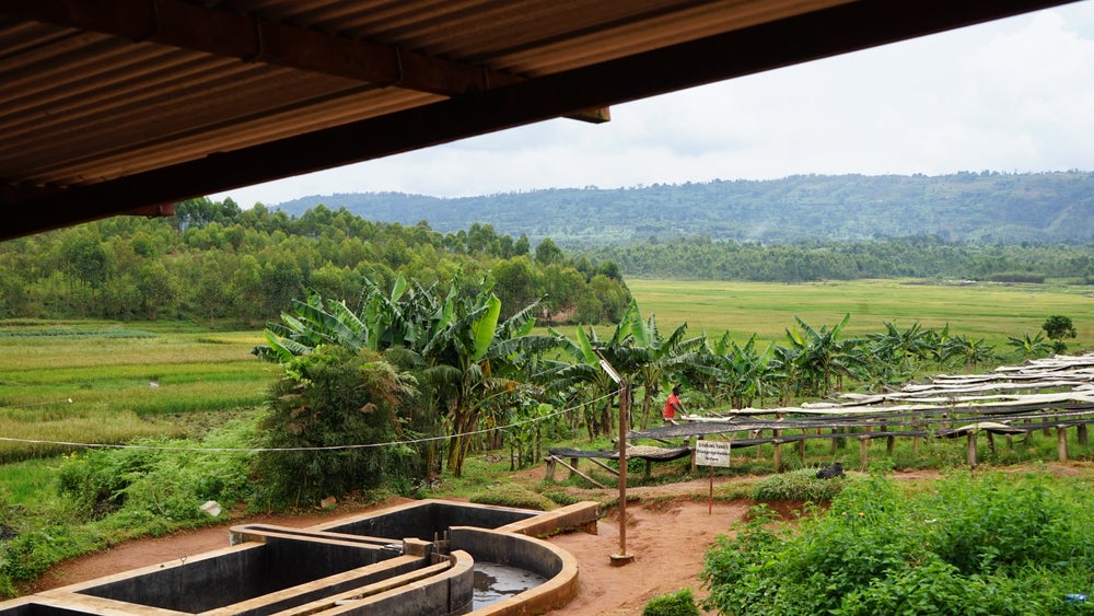 Sucafina: Mubuga Fully Washed