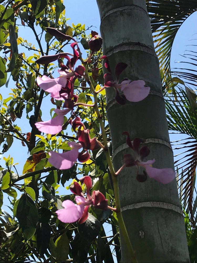 Sucafina: Finca El Duranzo Honey