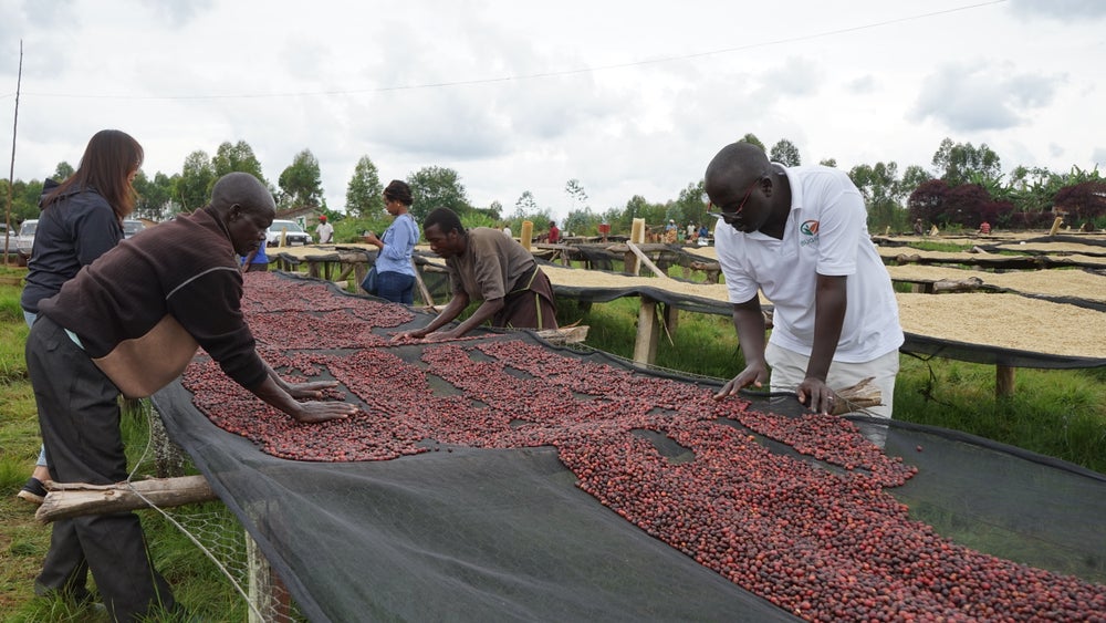 Sucafina: Mubuga Natural Scr. 15+