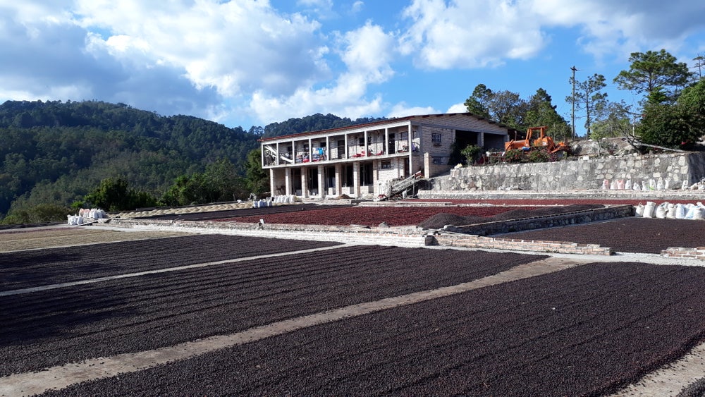 Sucafina: Pacayal La Florencia Natural FTO