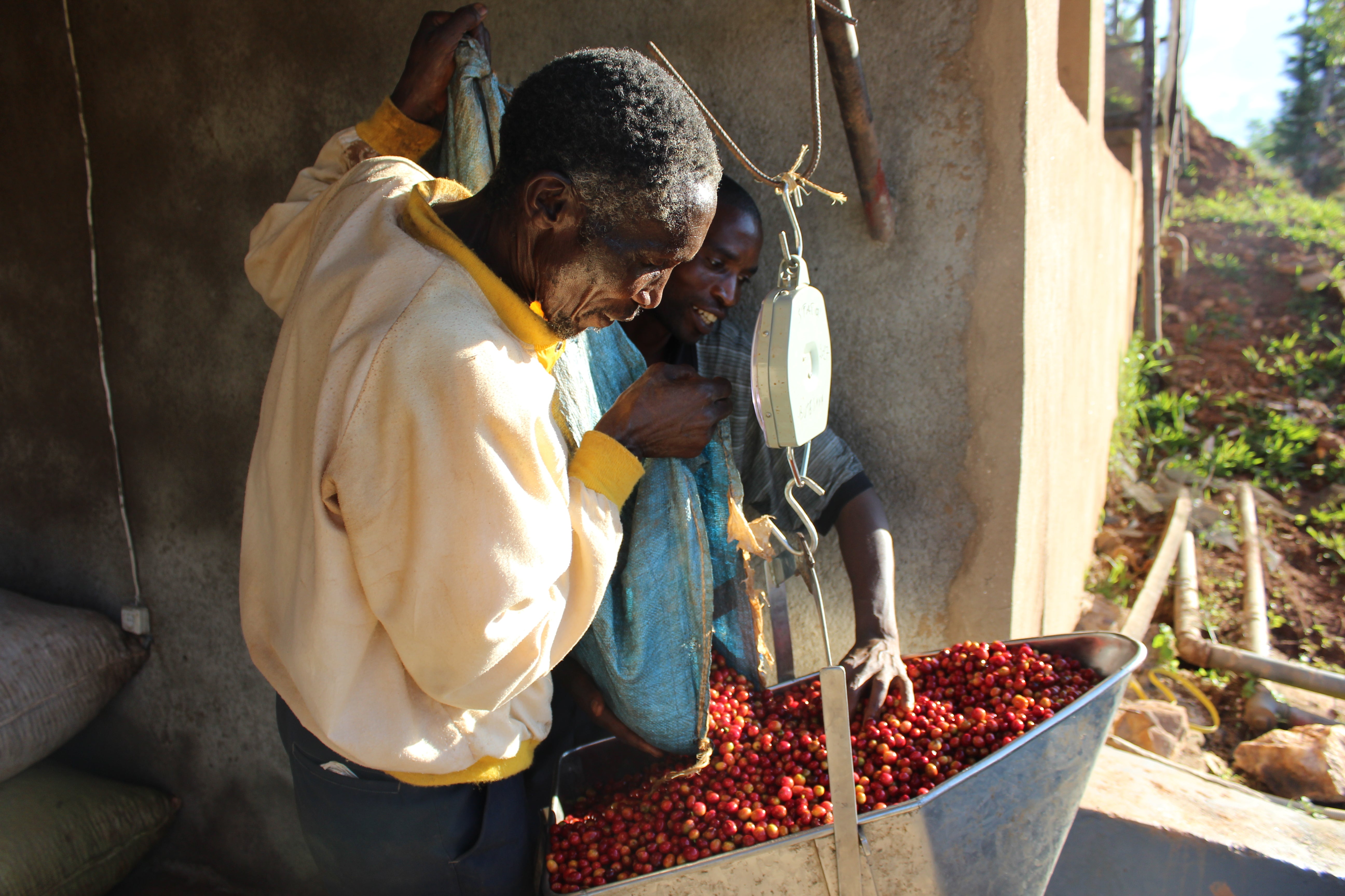 Sucafina: Yeast-Inoculated Fully Washed Dry Fermentation