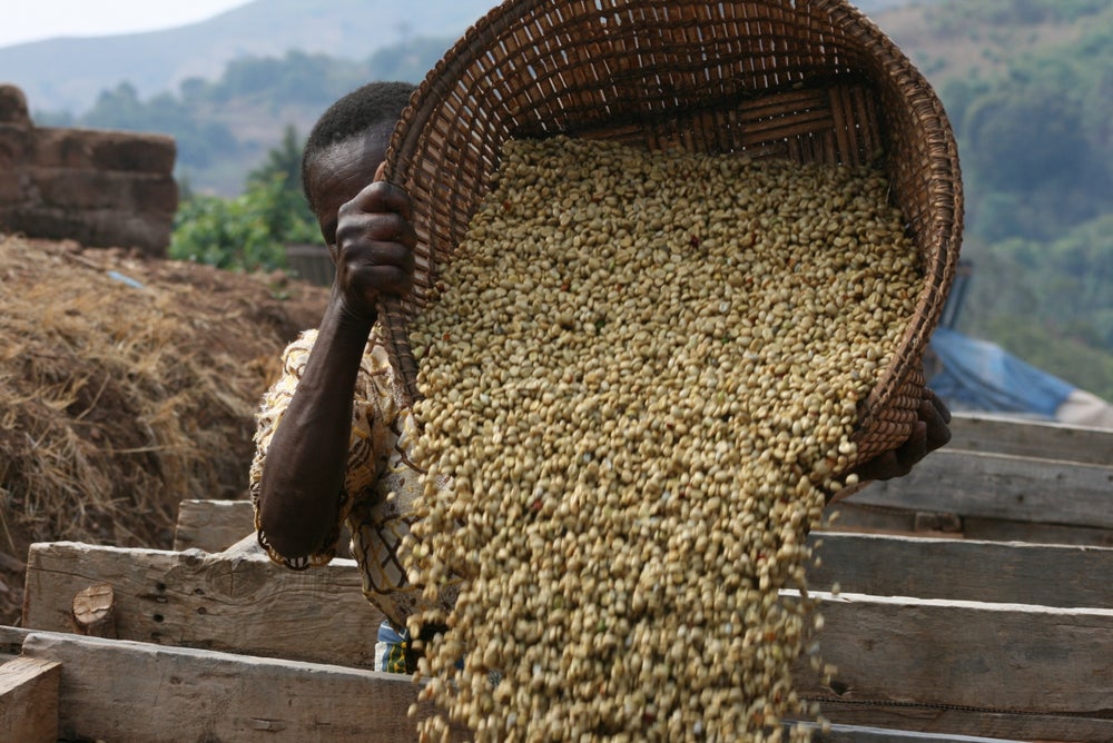 Sucafina: Matunda Peaberry