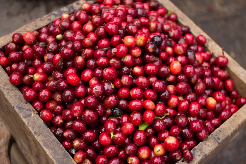 Sucafina: Marilec Coffee Java Variety FW