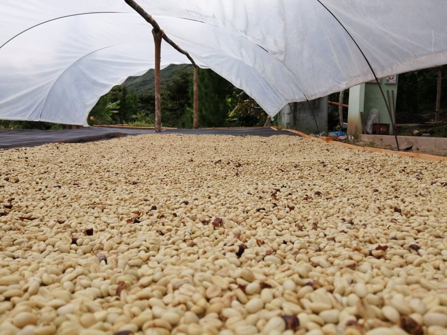 Sucafina: Lisbeth Paredes Geisha Anaerobic FW