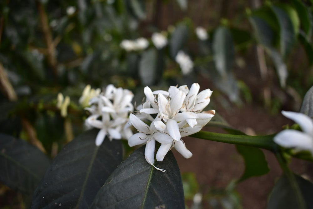 Sucafina Specialty: Gutema Yeshi Gr. 2 Natural