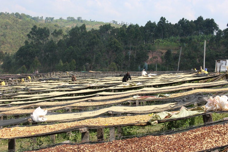 Sucafina: Yeast-Inoculated Fully Washed Dry Fermentation