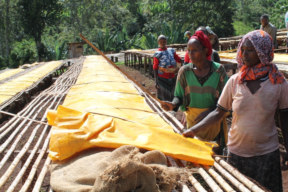 Sucafina: Guji Hambella Wamena Gr. 1 Natural