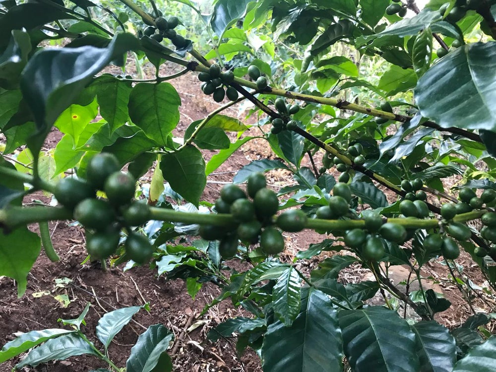 Sucafina: Coffea Diversa Sudan Rume Anaerobic Natural