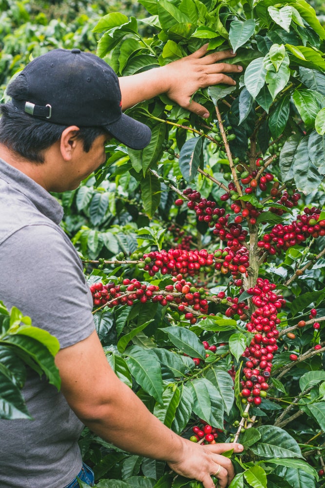 Sucafina: Monteblanco Purple Caturra ‘Mango’ Extended Fermentation FW