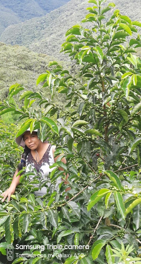 Sucafina: Lisbeth Paredes Geisha Anaerobic FW