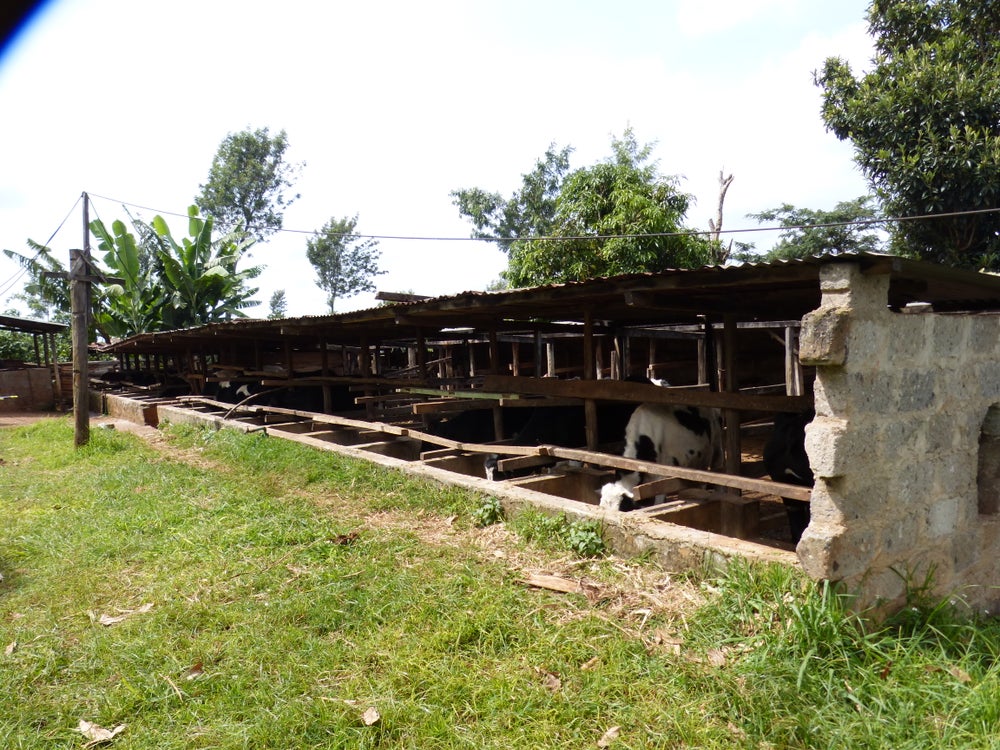 Sucafina: Githembe Kiambu AA