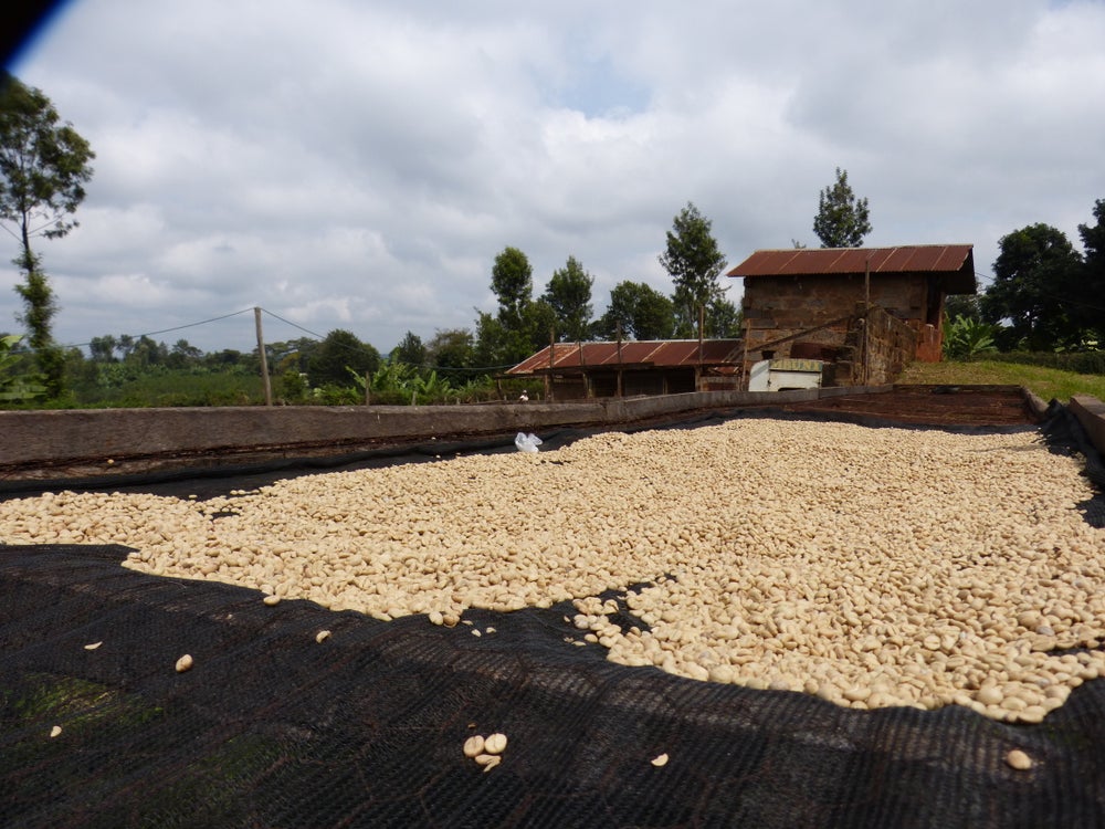 Sucafina Specialty: Mukunga Kiambu PB