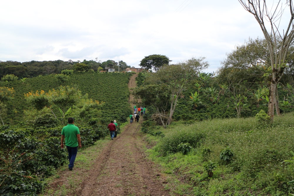Sucafina: Colombia 2026 Harvest Update