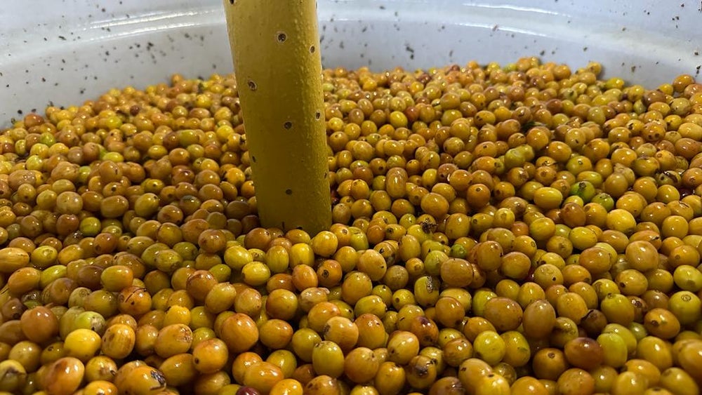 Sucafina: Asopep Jorge Elias Rojas Tolima Caturra Anaerobic Fermentation ORG