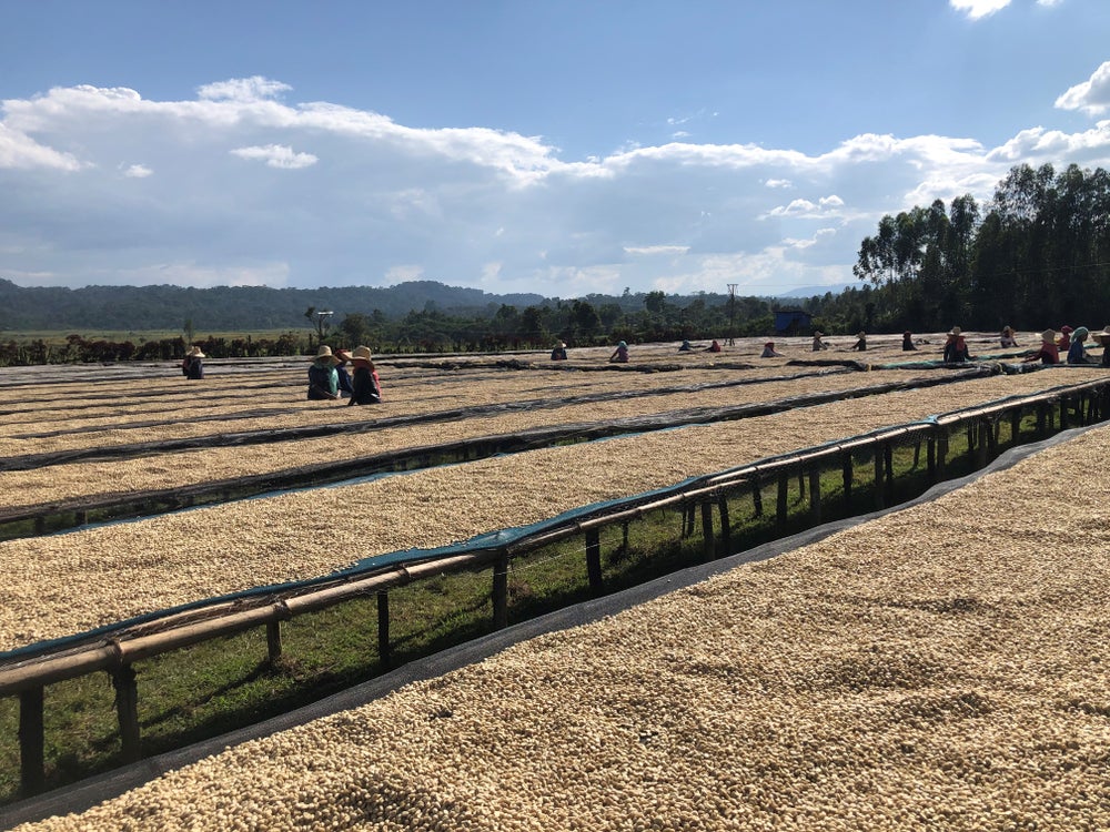 Sucafina: Kecho Anderecha Telila FW