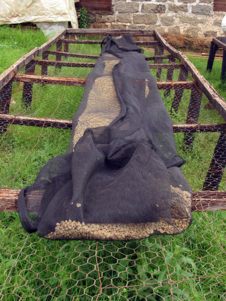 Sucafina: Dagitu Kiambu AA