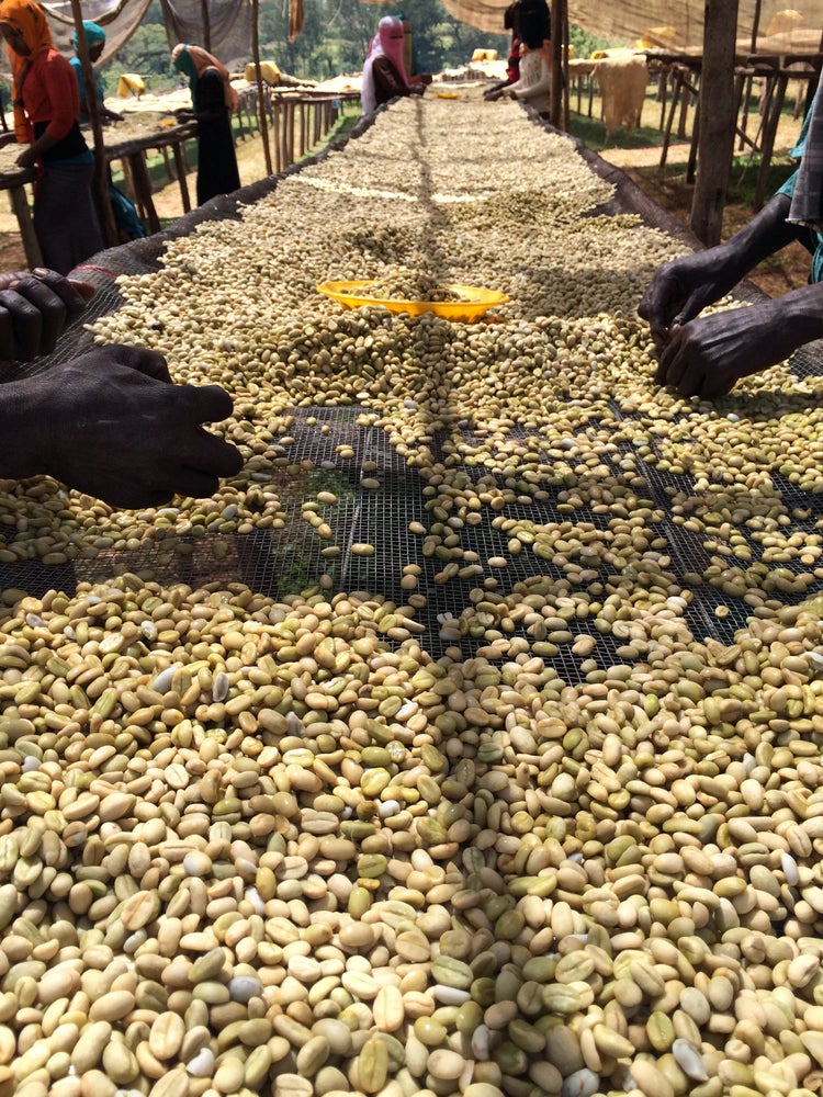 Sucafina: Gera Jimma Geisha FW