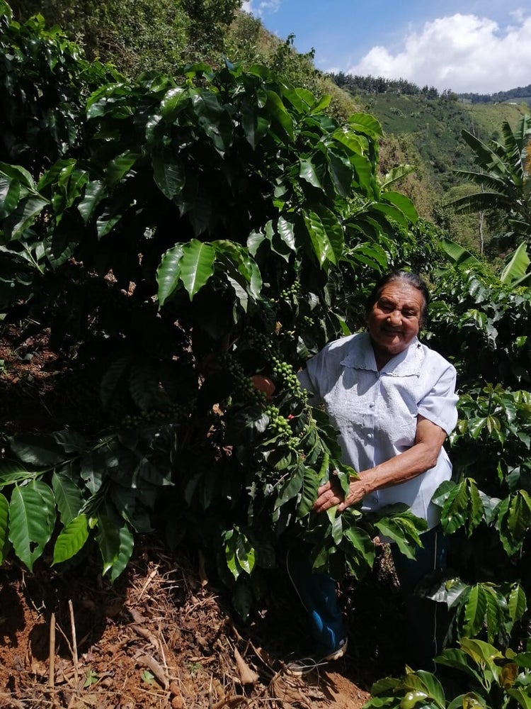 Sucafina: Maria Aurora Antioquia Fully Washed