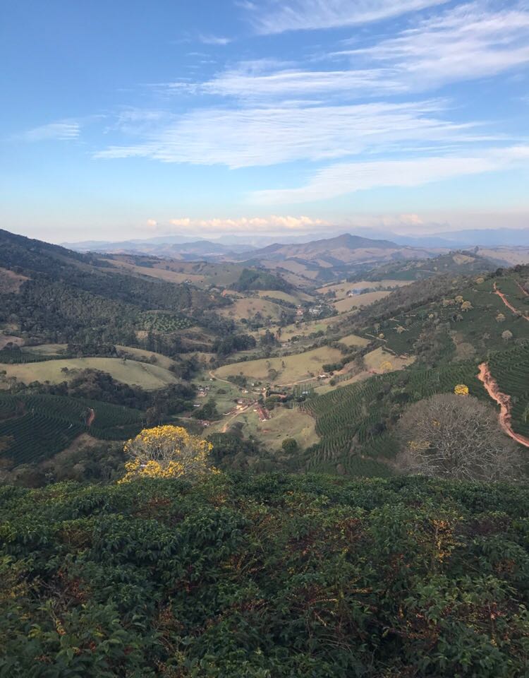 Sucafina Specialty: Fazenda Coqueiro Natural