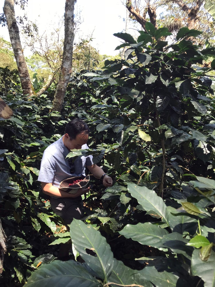 Sucafina Specialty: CADEXSA Oriente Fully Washed Organic