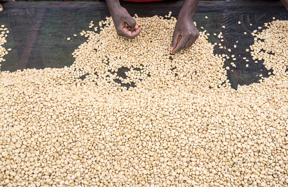 Sucafina: Kahata Kiambu AA