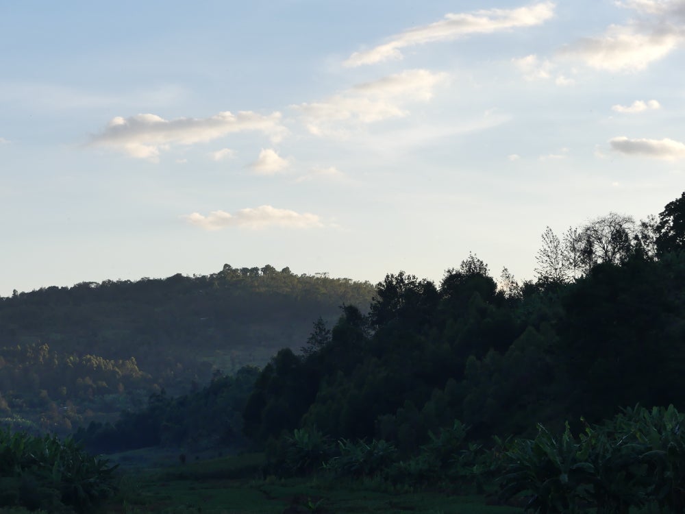 Sucafina Specialty: Ngogomo Natural