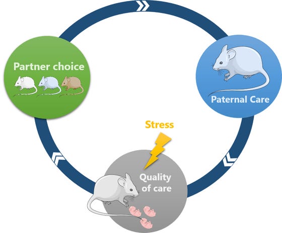 Research line: Early life stress - UMC Utrecht