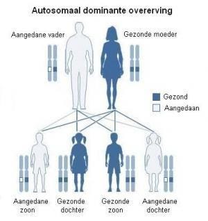 Hereditaire sferocytose, elliptocytose en pyropoikilocytose - UMC Utrecht