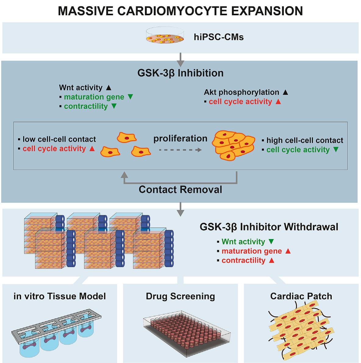 Expanding Human Cardiomyocytes for Cardiac Repair - UMC Utrecht