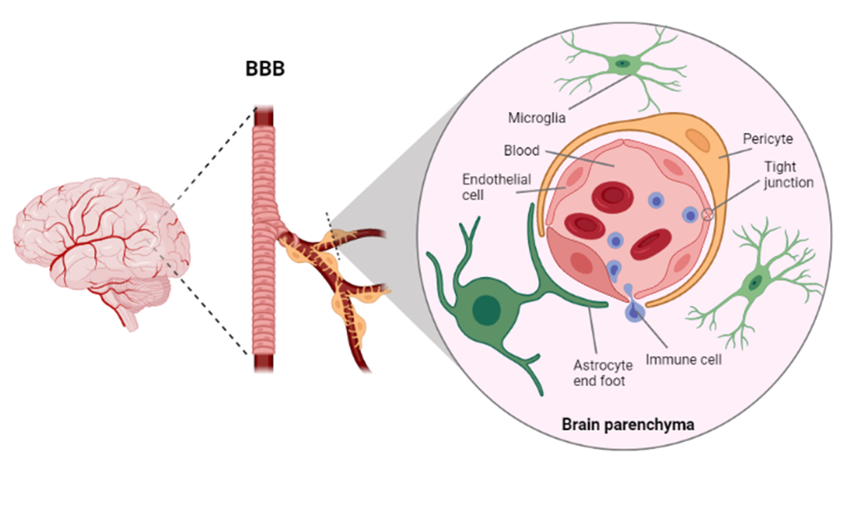 NWO-beurs voor onderzoek preventie hersenziekten - UMC Utrecht