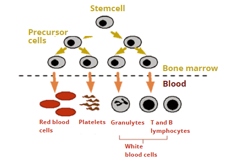 Donors - UMC Utrecht