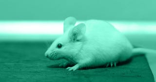 Daling aantal dierproeven in Utrecht - UMC Utrecht