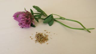 Oct 5: International food allergy research consortium kicks off - UMC ...