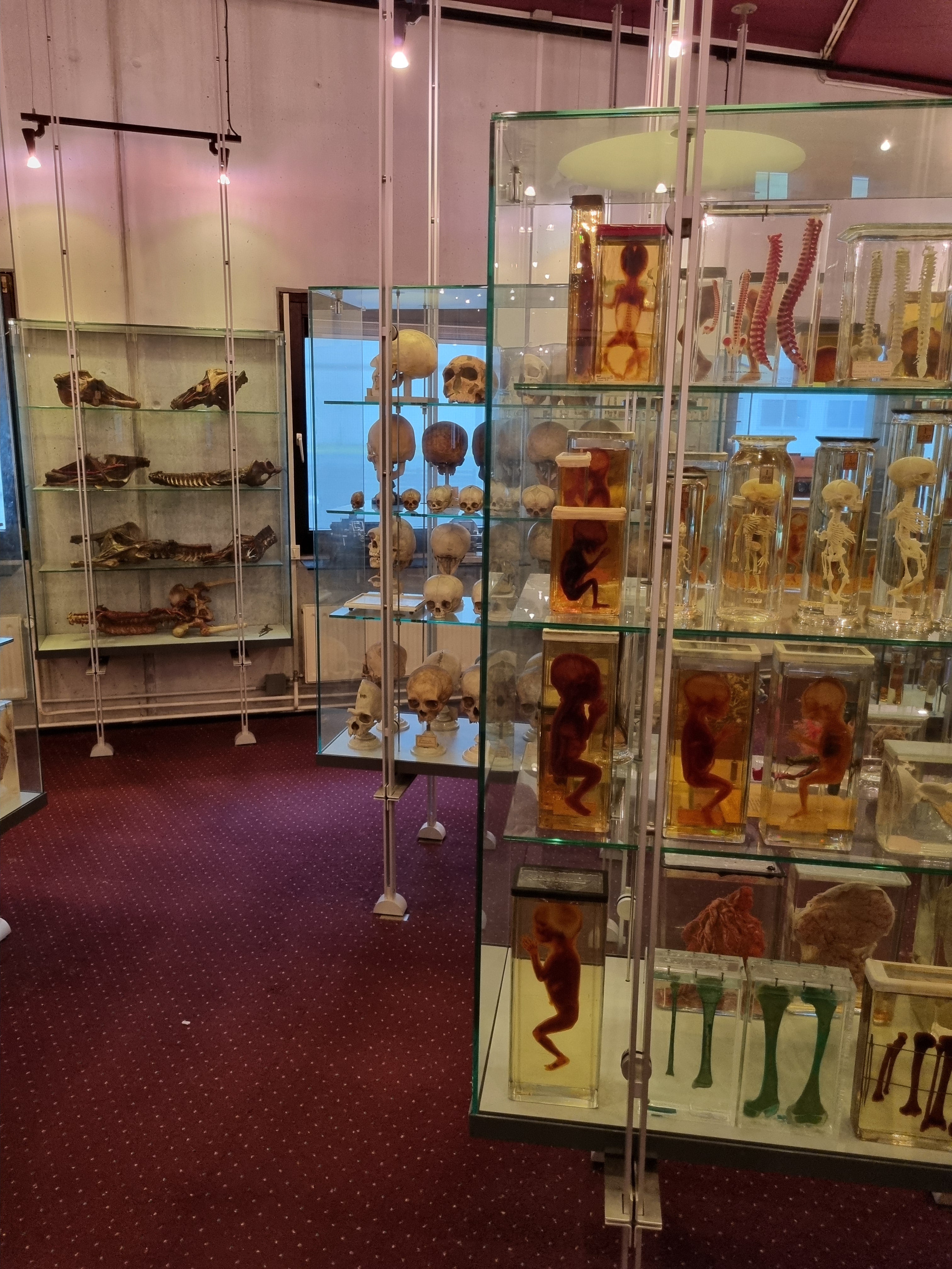 Anatomisch Museum Bleulandinum - UMC Utrecht