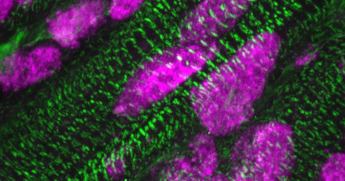 Afremmen eiwit ARID1A kan hartschade herstellen,Eva van Rooij, Hubrecht ...