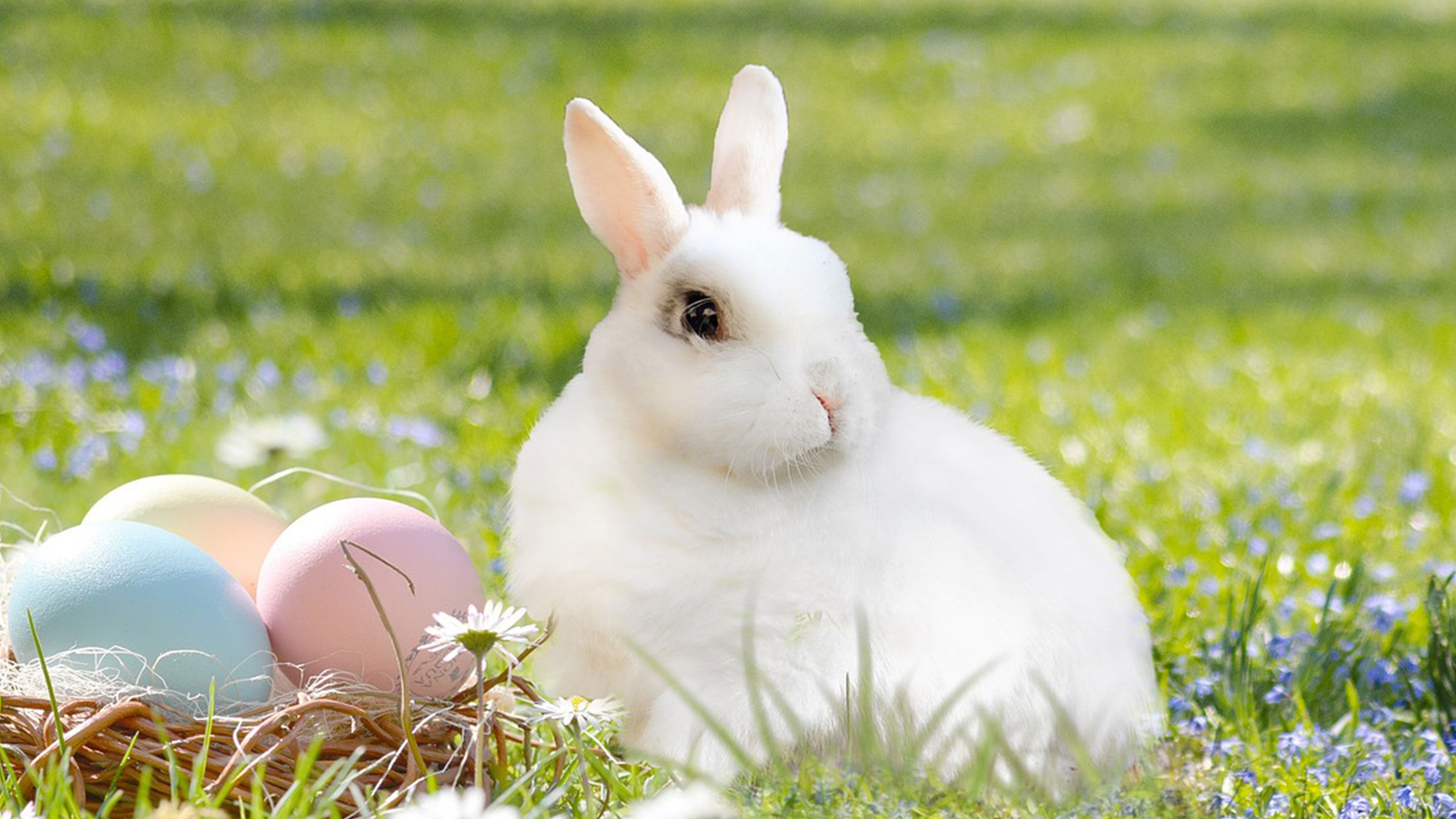 Easter Traditions Revealed