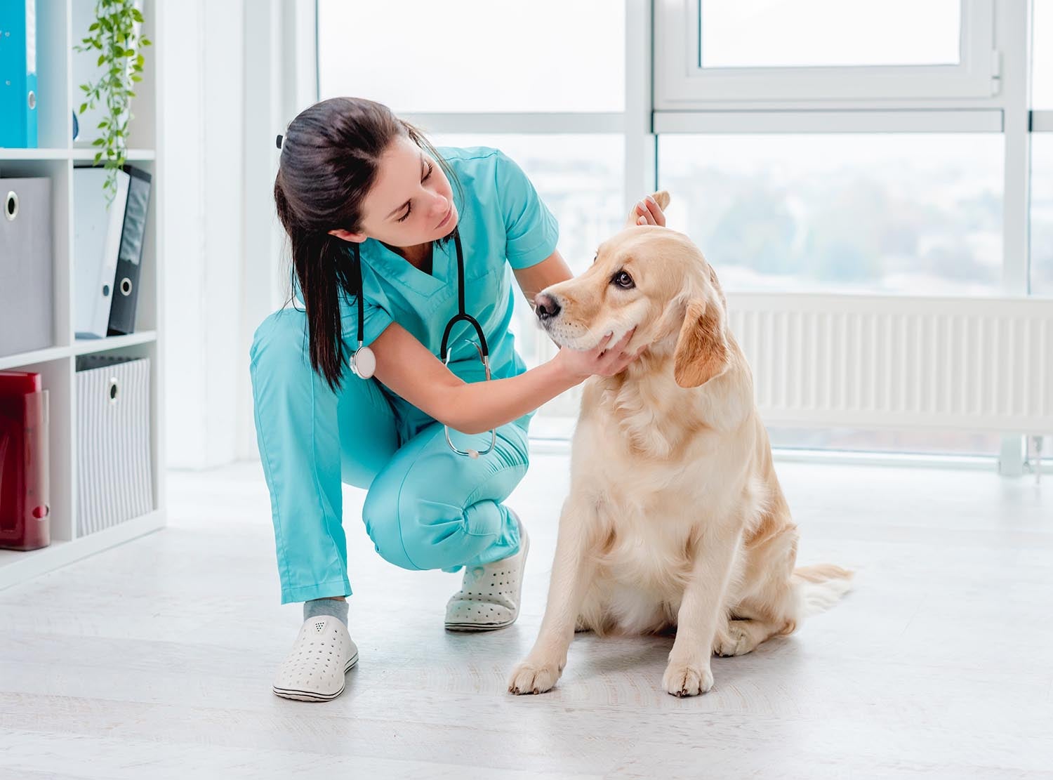 CMA Provisional Findings: What They Mean for the UK Veterinary Sector ...