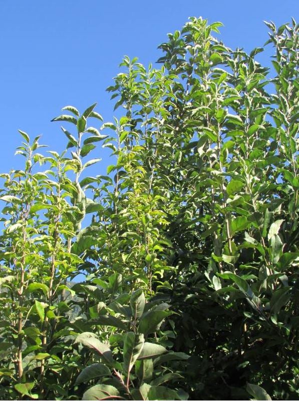 Apfeltriebsucht (Besenwuchs) Apple proliferation phytoplasma