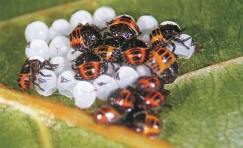 La cimice asiatica (Halyomorpha halys)