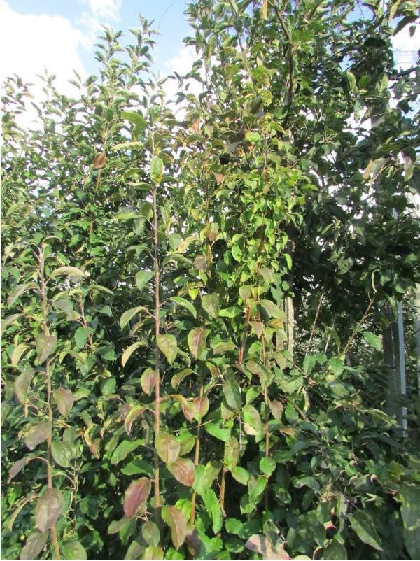 Apfeltriebsucht (Besenwuchs) Apple proliferation phytoplasma