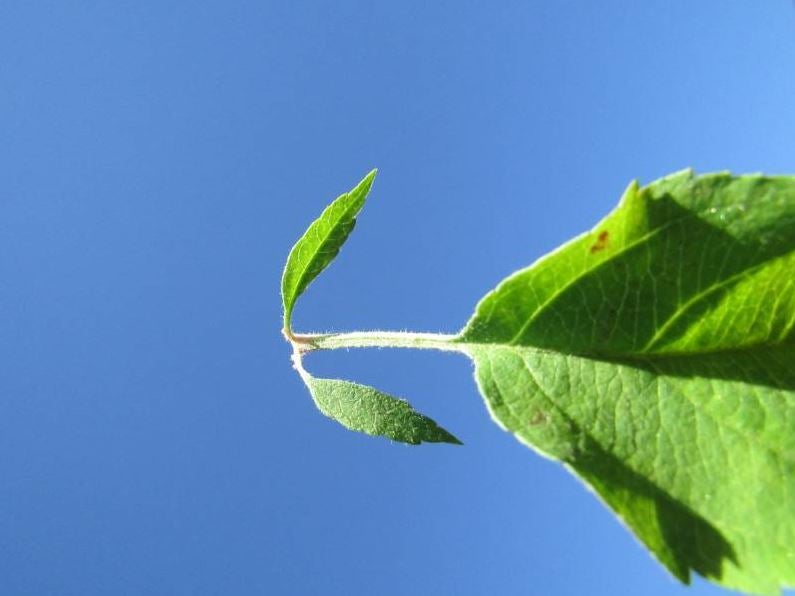 Apfeltriebsucht (Besenwuchs) Apple proliferation phytoplasma