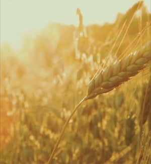 AB Agri - Spreading the message of sustainable agriculture | Ridgeway