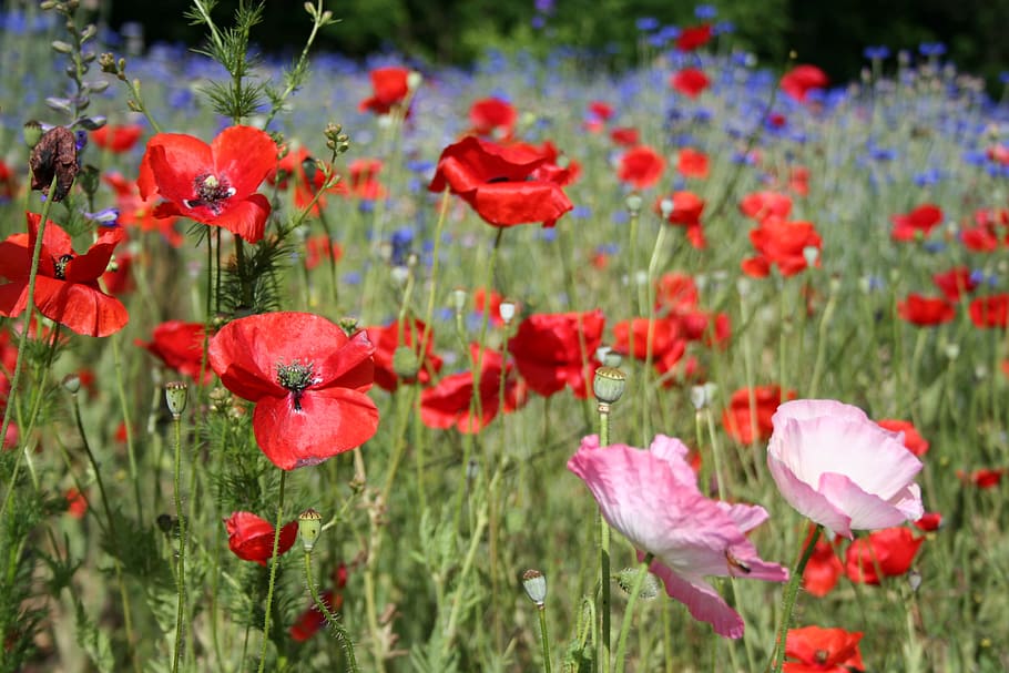 Photo of a meadow full of poppies