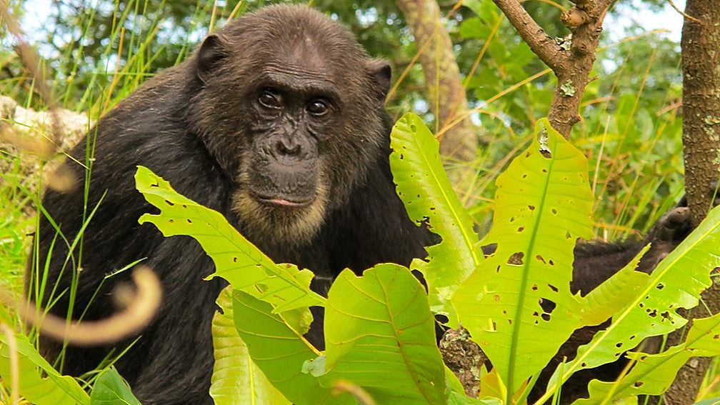 Saving Species
