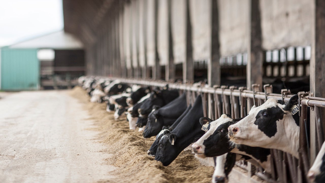 Rumensin® | Enhance Production Efficiency in Dairy Cows | Elanco