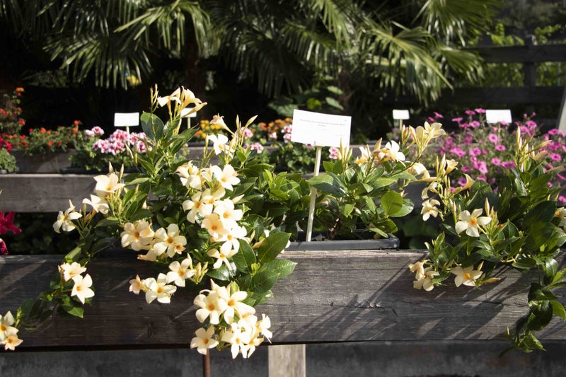 Giornata delle porte aperte Floricoltura Laimburg: in esposizione ...
