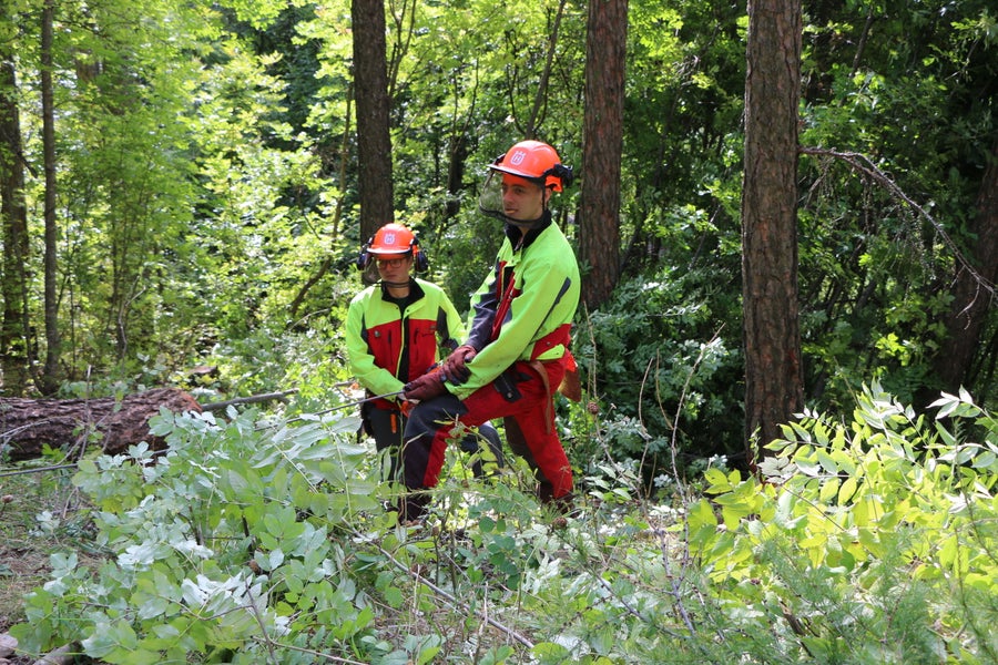 Kurs für Waldarbeiter, Durchforstung und Freischneide